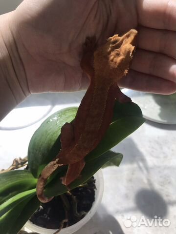 Геккон реснитчатый бананоед самка