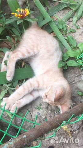 Котёнок бесплатно