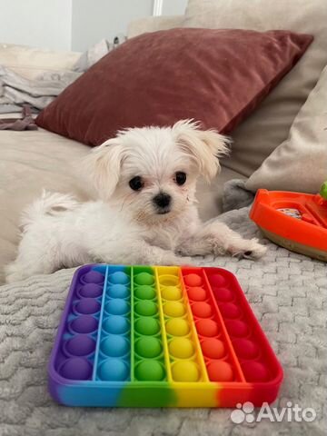 Мальтезе мини