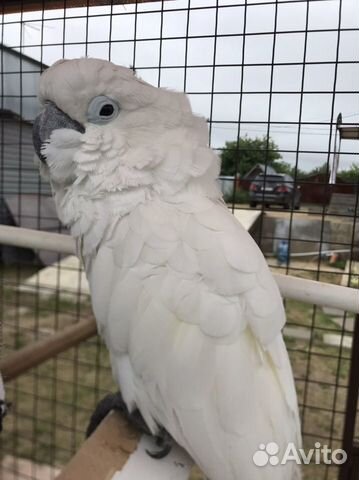 Попугай какаду