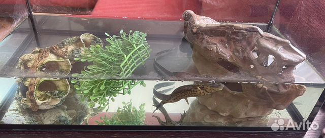Тритон с аквариумом. Отдам