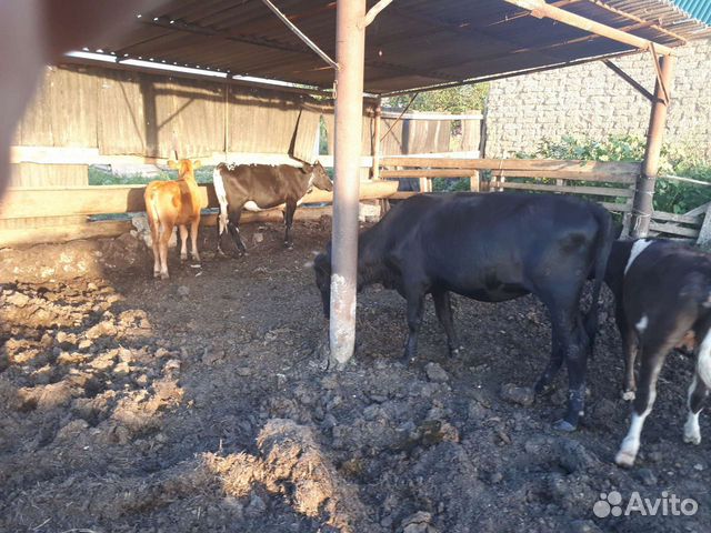 Телки, коровы