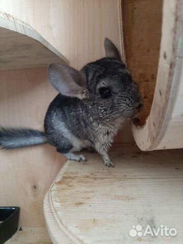 Шиншилла отдаём в добрые руки