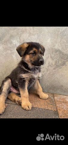 Продажа чистокровных щенков породы Немецкая овчарк