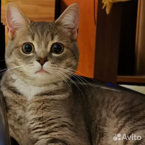 Маленький Матвейка ищет дом