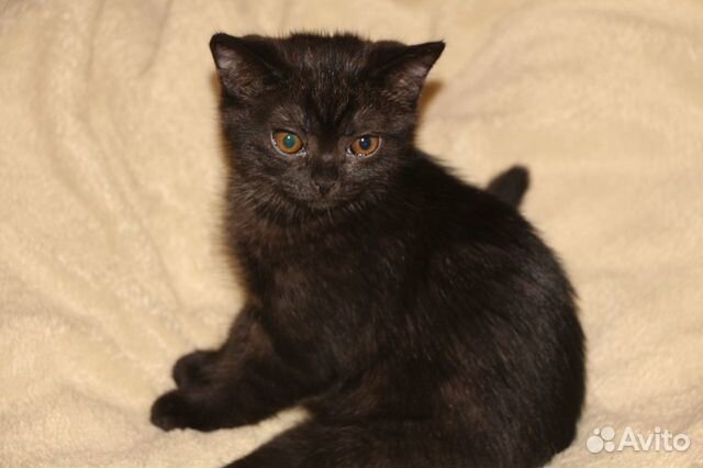 Шотландские котята