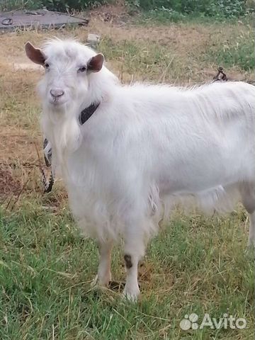 Козел зааненский