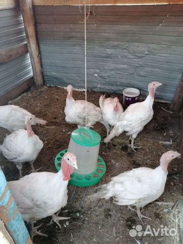 Индюки бройлеры