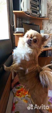 Вязка чихуахуа девочка