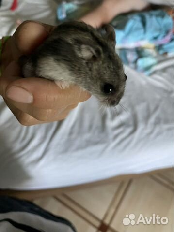 Джунгарский хомяк