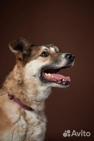 В хорошие руки отдам бесплатно. Грета 6 лет