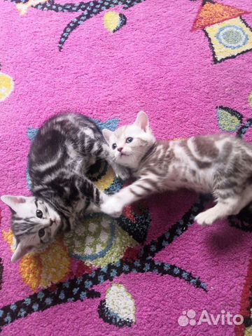 Продам шотландских котят