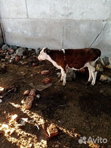 Телка тёлочка и бычка