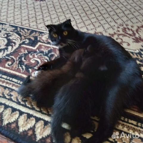 Кошка