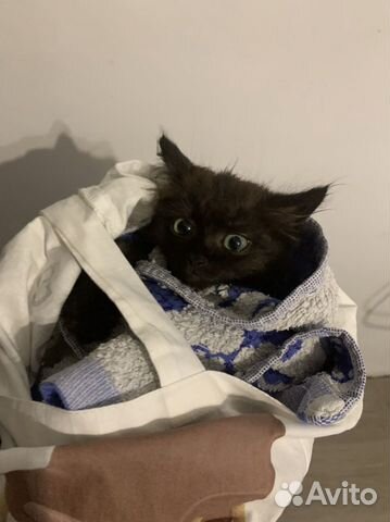 Невероятные и очень благодарные котята