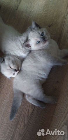 Котята Британские Блю Пойнт