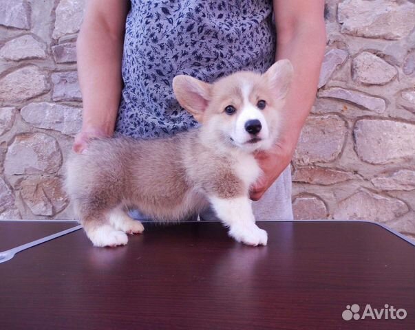 Лучшие щенки вельш корги пемброк