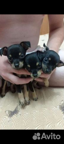 Мини той-терьер щенки продажа