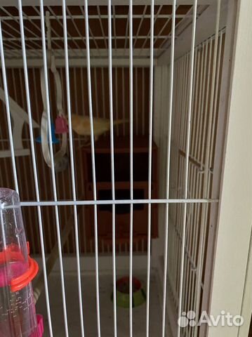 Пара канареек