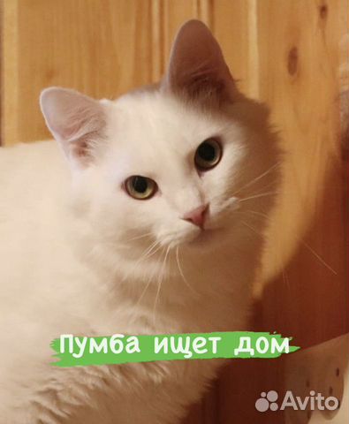 Пумба белый кот в добрые руки