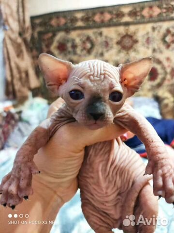 Канадский сфинкс