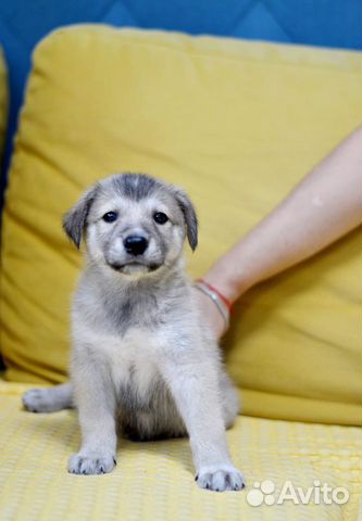 Щенок мальчик в добрые руки