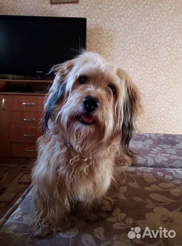 Собака в надежные руки