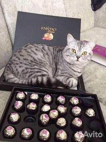 Котик для вязки