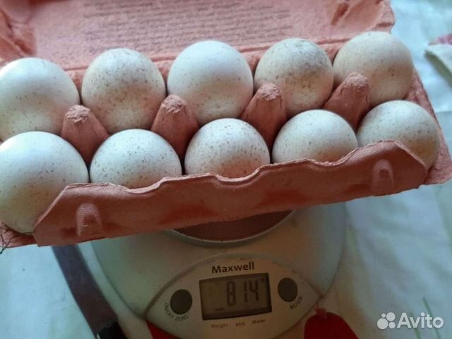 Яйца индюшиные