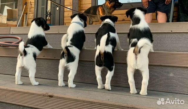 Fox terrier