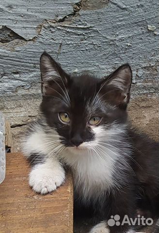 Достойный котенок