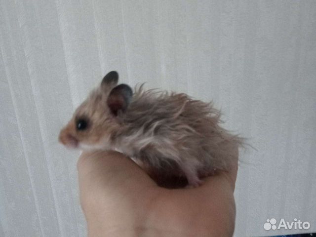 Сирийский хомяк