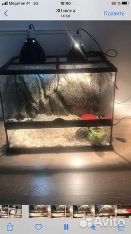 Черепаха сухопутная