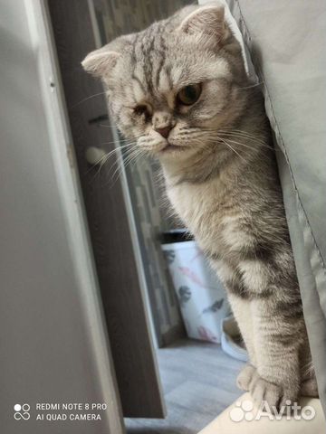 Шотландская вислоухая кошка бесплатно