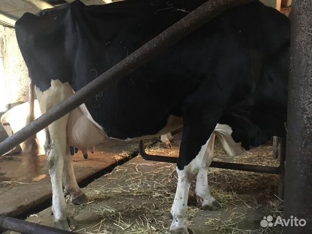 Телка от высокоудойной коровы