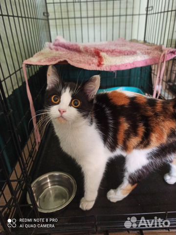 Ласкуша в поисках семьи