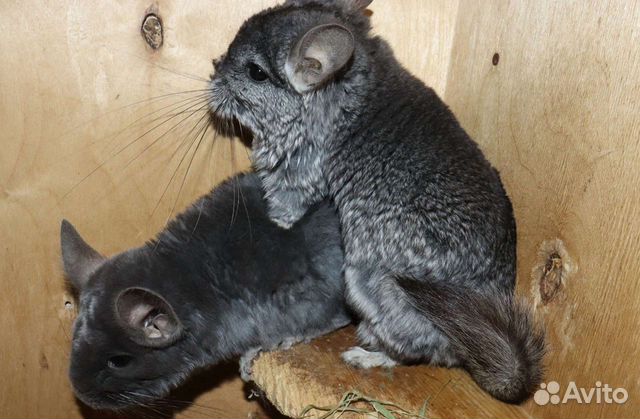 Пара шиншилл в добрые руки