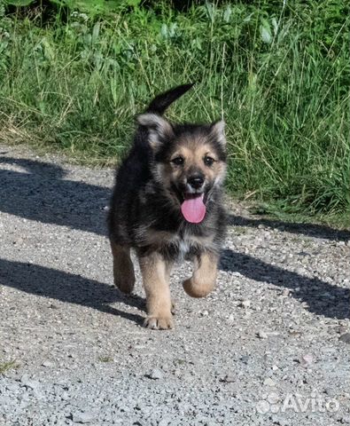 Щенок мальчик