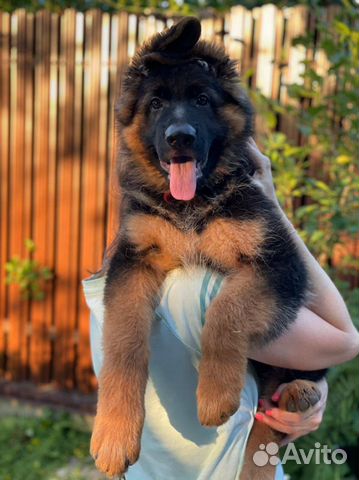 Шикарные щенки немецкой овчарки