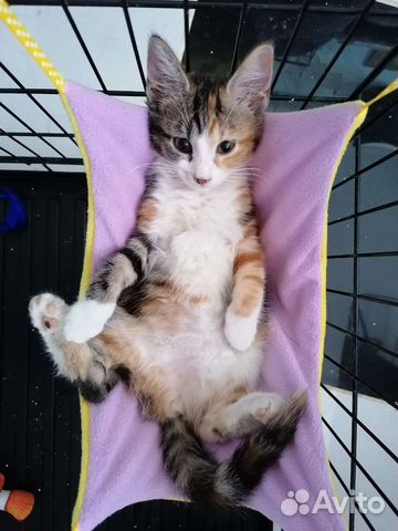 Маленький энерджайзер Веснушка ищет надёжный дом