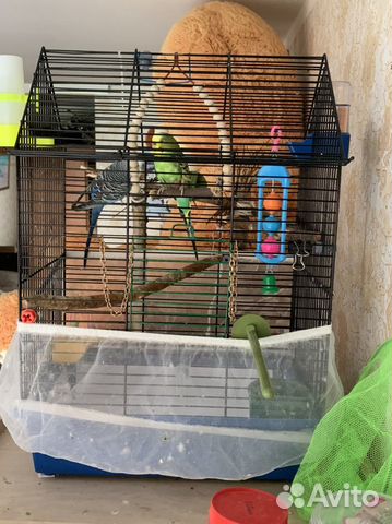 Волнистые попугаи