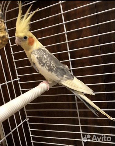 Попугай корелла