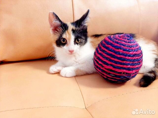 Красотка в дар 2,5 месяца