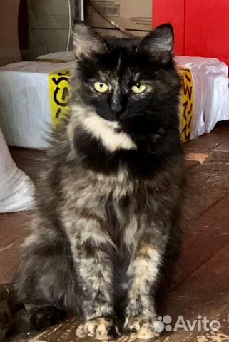 Сладкая кошечка Вишня в дар