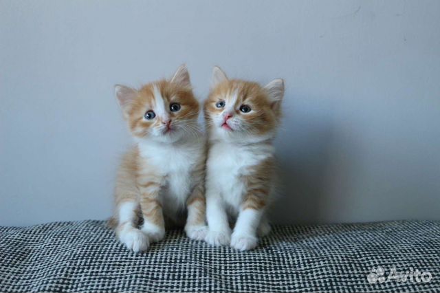 Маленькие кошечки ищут дом