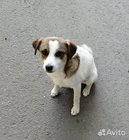 Ищет дом мелкий пёсик Мэйсон