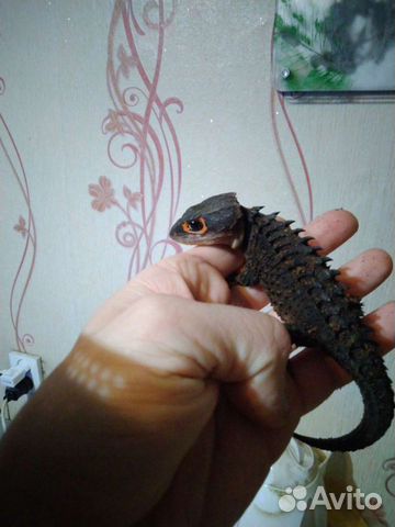 Крокодиловый сцинк(триболонотус)