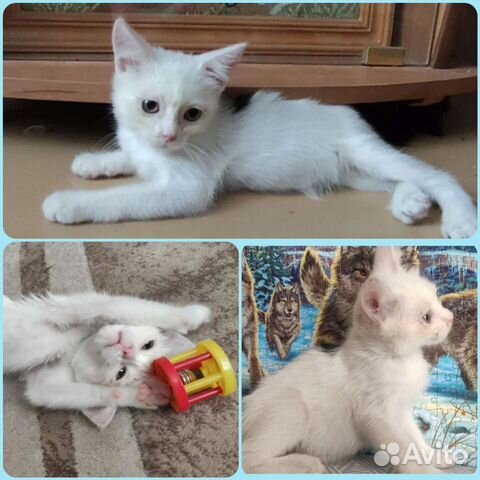Котенок ищет дом