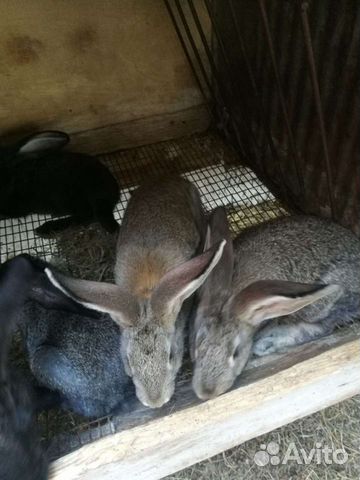 Продам кроликов