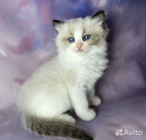 Рэгдолл мальчик